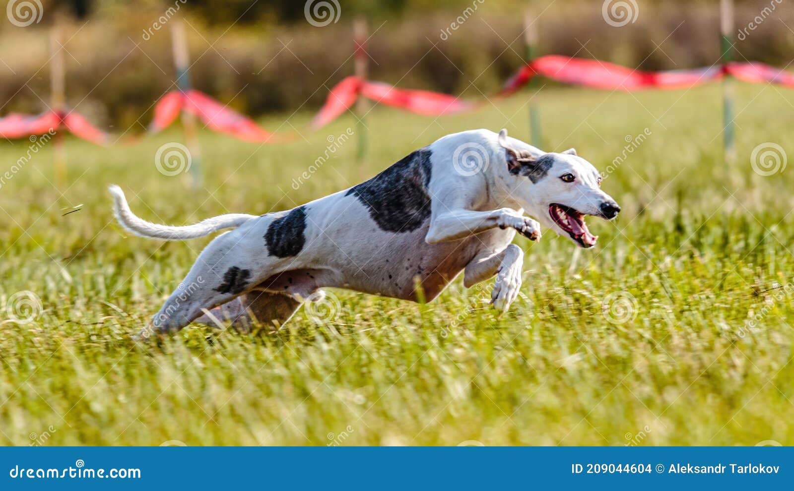 Whippet Sprinter Running in the Field on Lure Coursing Competition ...