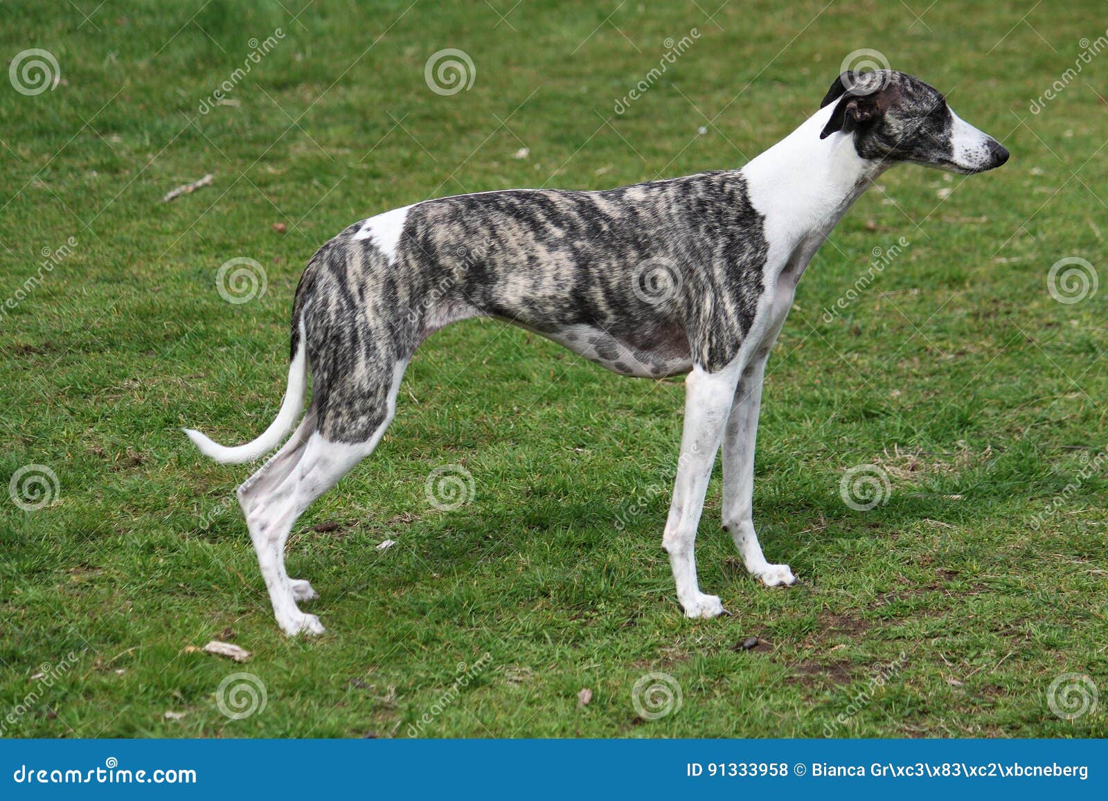 Standing whippet stock photo. Image of happy, beauty - 91333958