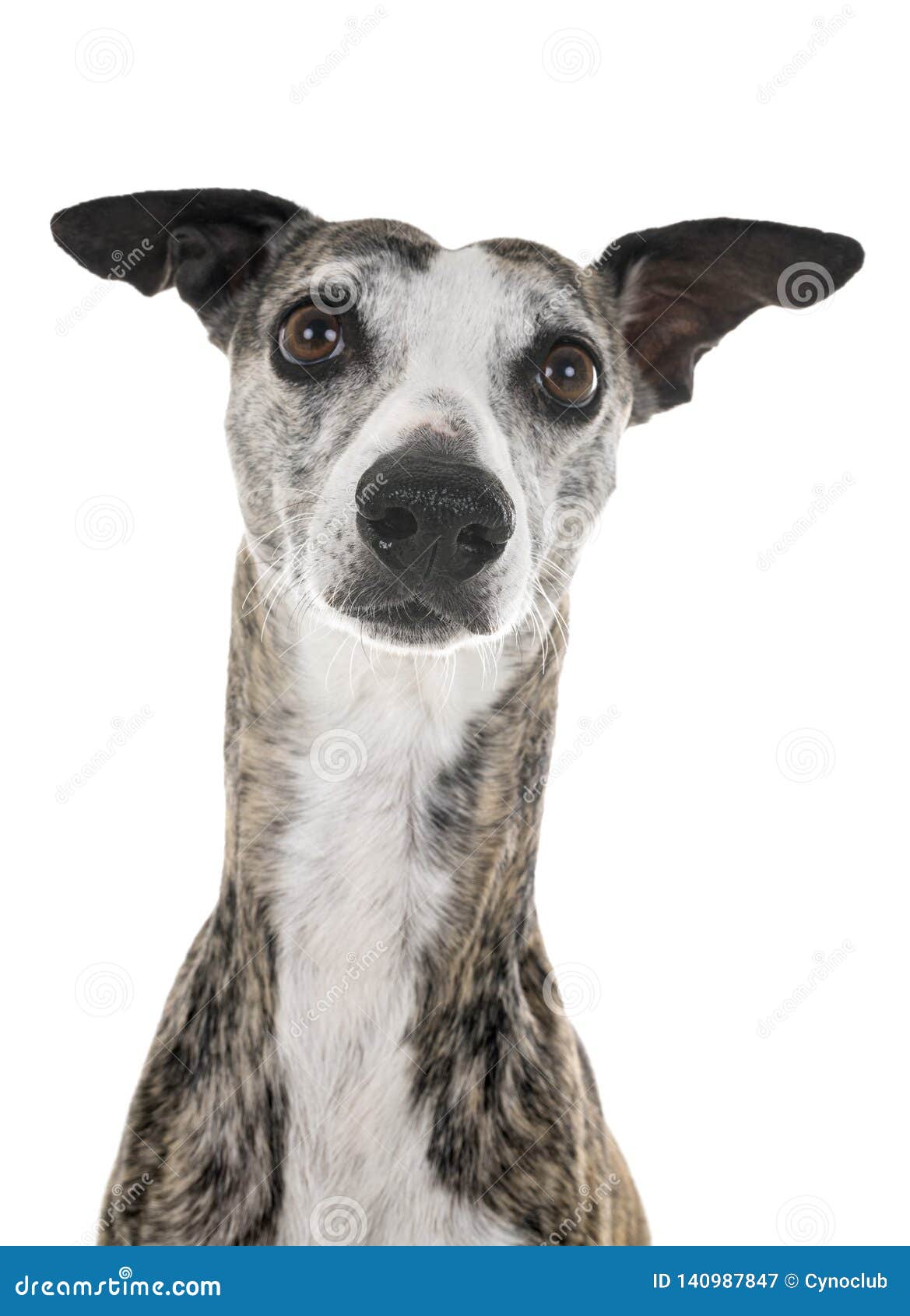 Whippet in studio stock image. Image of greyhound, studio - 140987847