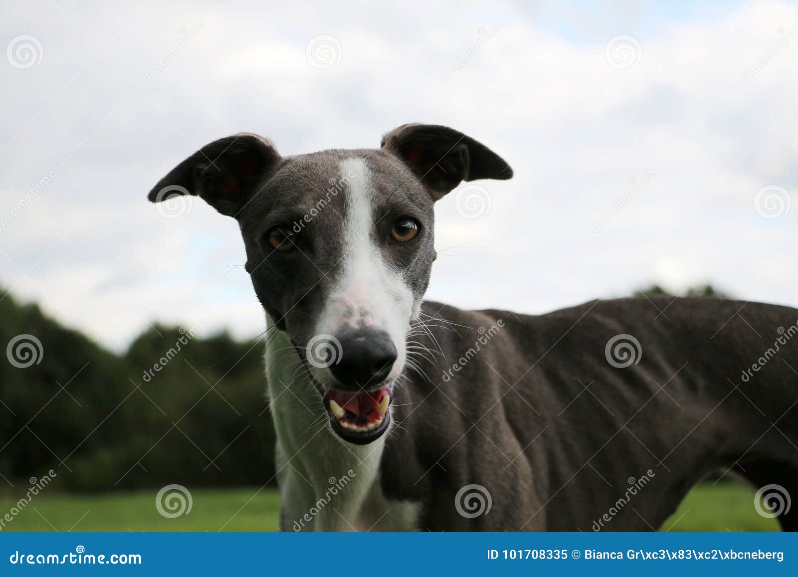 Whippetportret stock afbeelding. Image of leugen, schoonheid - 101708335