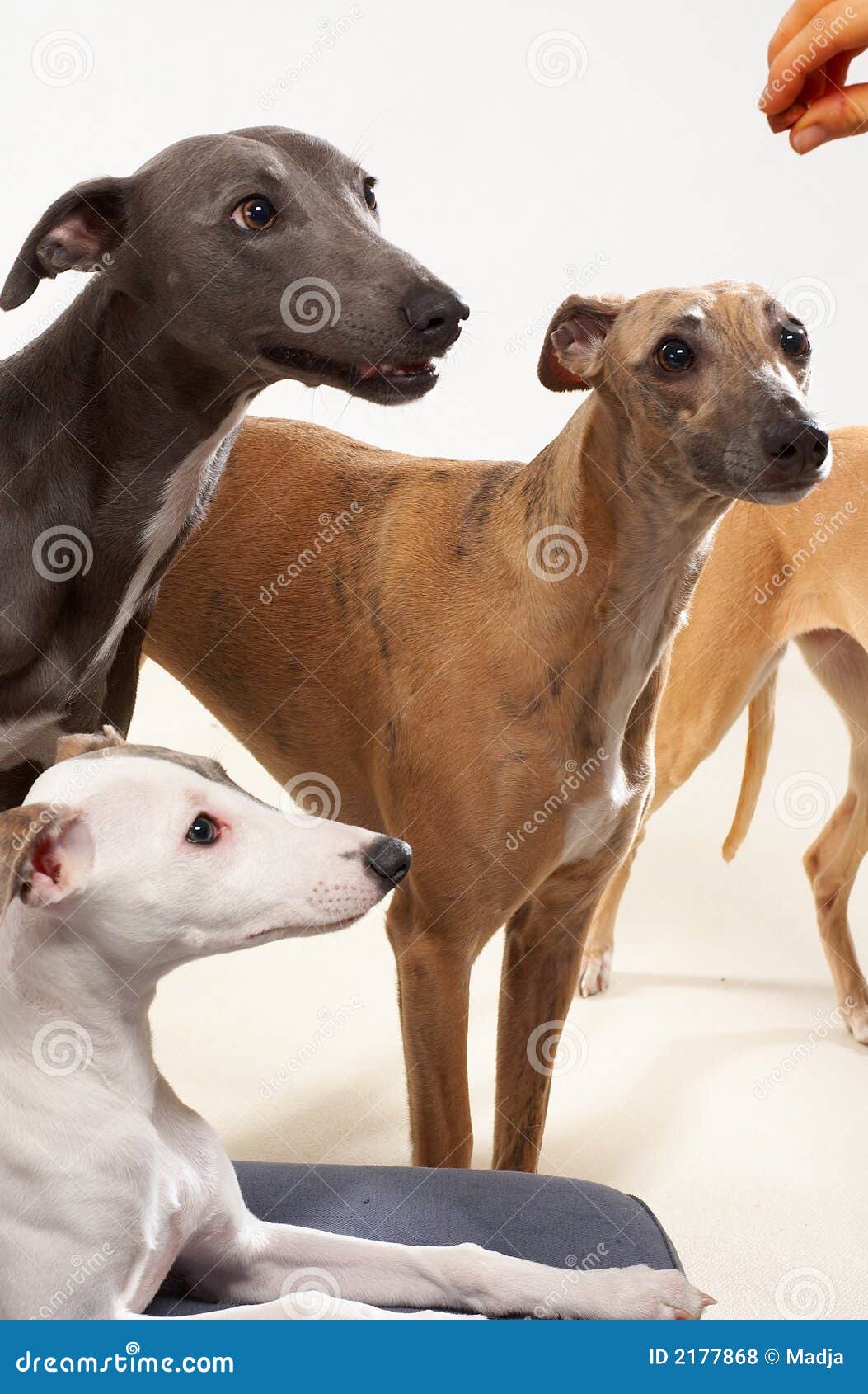 Whippets stock photo. Image of breed, canine, adorable - 2177868