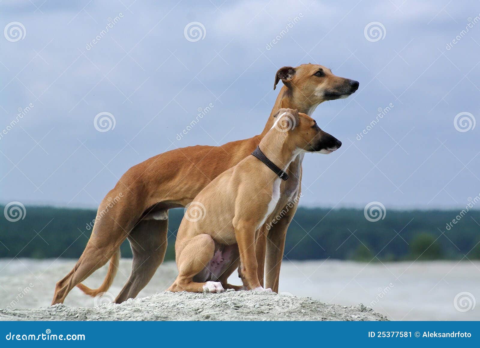 Whippets stock image. Image of - 25377581