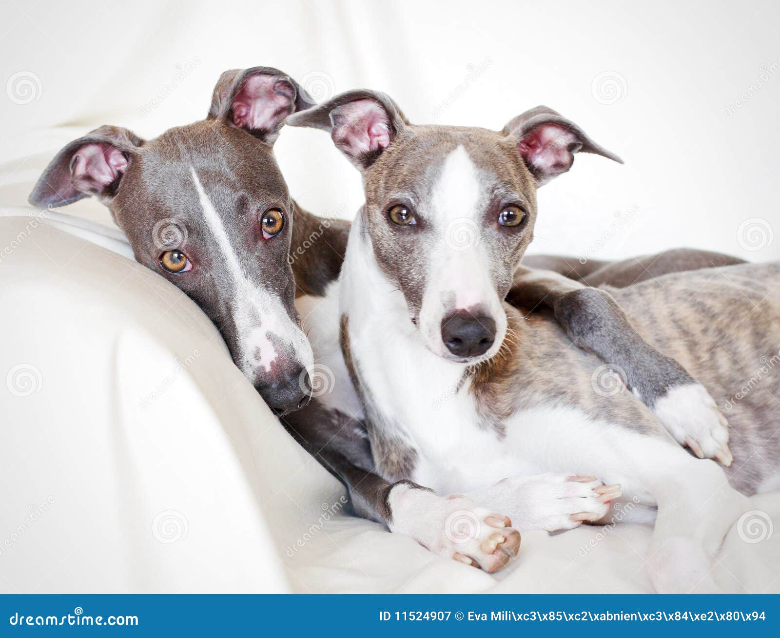 Whippets friendship stock image. Image of friend, whippets - 11524907