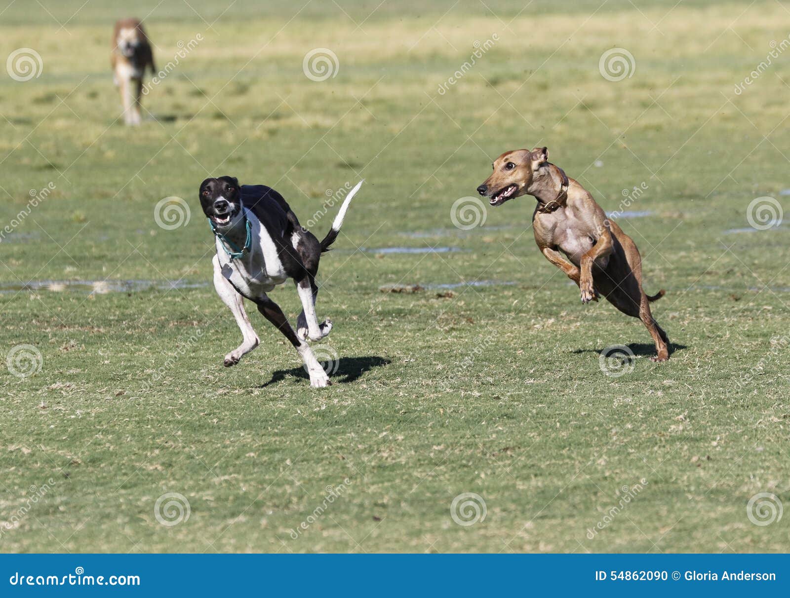 Whippets Running at the Park Stock Photo - Image of pets, whippets ...