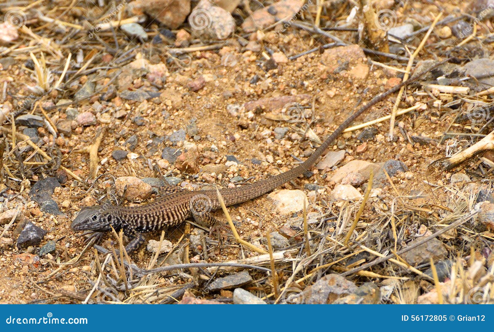 Whiptail imagen de archivo. Imagen de partenogénesis - 56172805