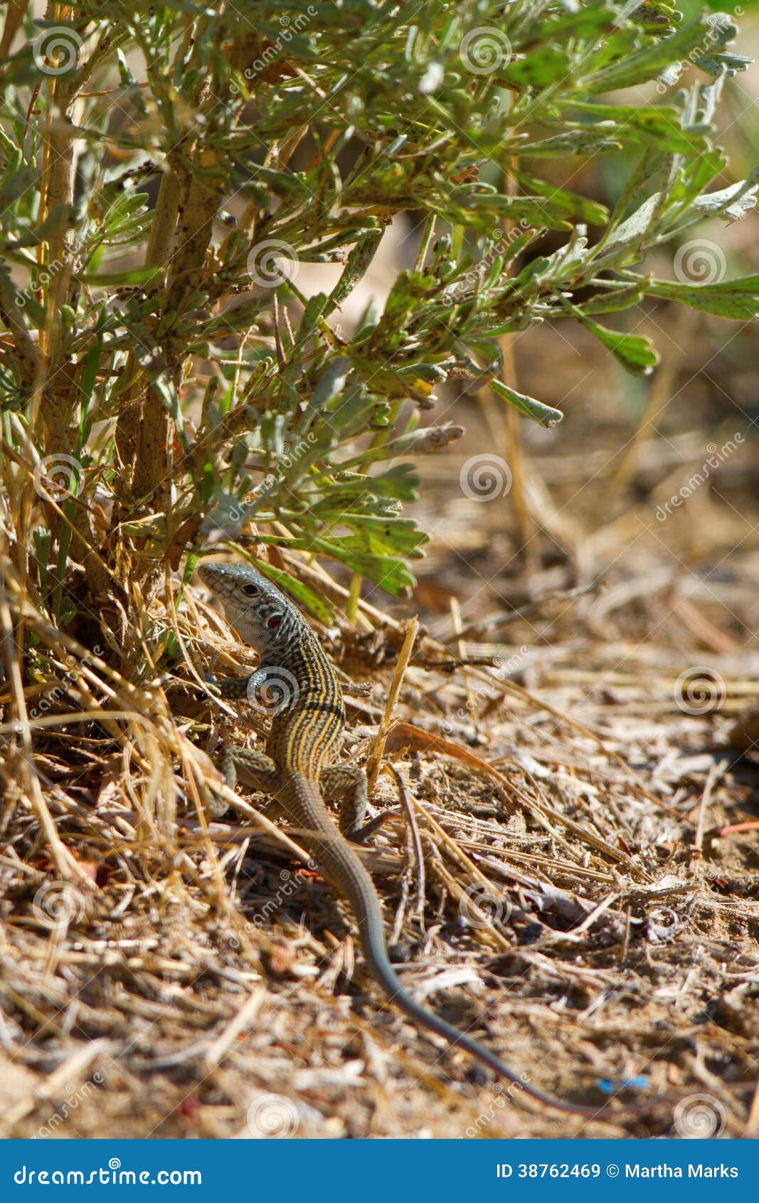 Whiptail Lizard, Teiid stock image. Image of nature, brown - 38762469