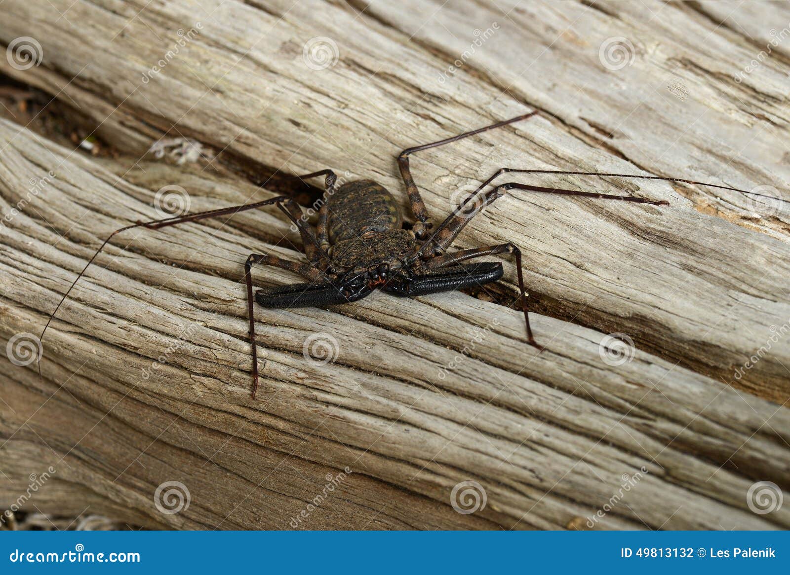 Whiptail scorpion / spider stock photo. Image of carnivore - 49813132