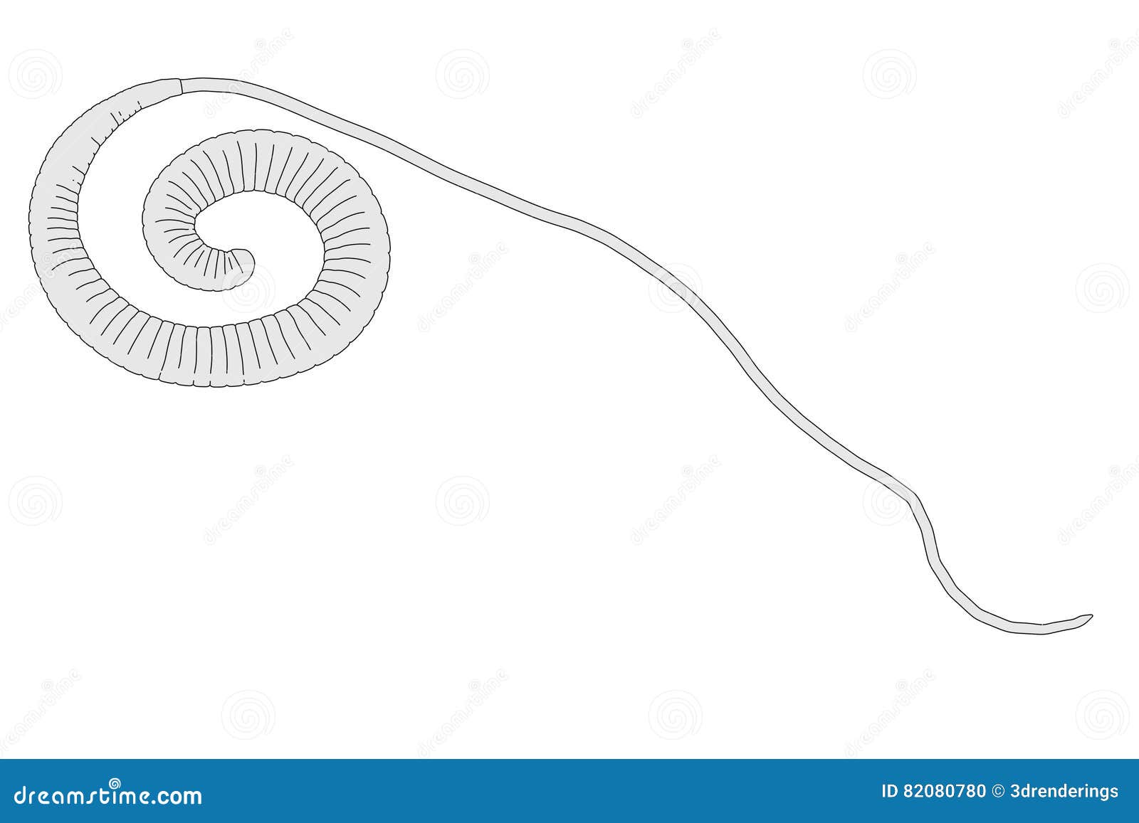 Whipworm Stock Photo | CartoonDealer.com #82338420