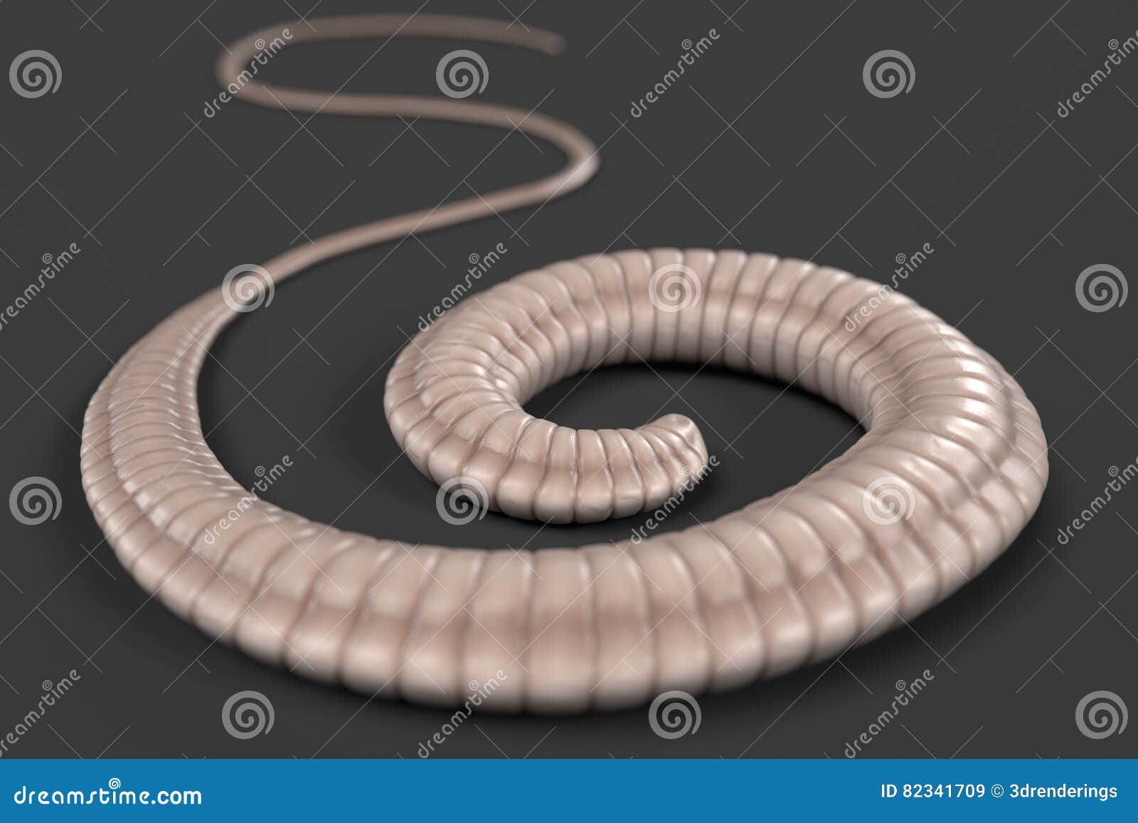 Whipworm stock illustration. Illustration of whipworm - 82341709