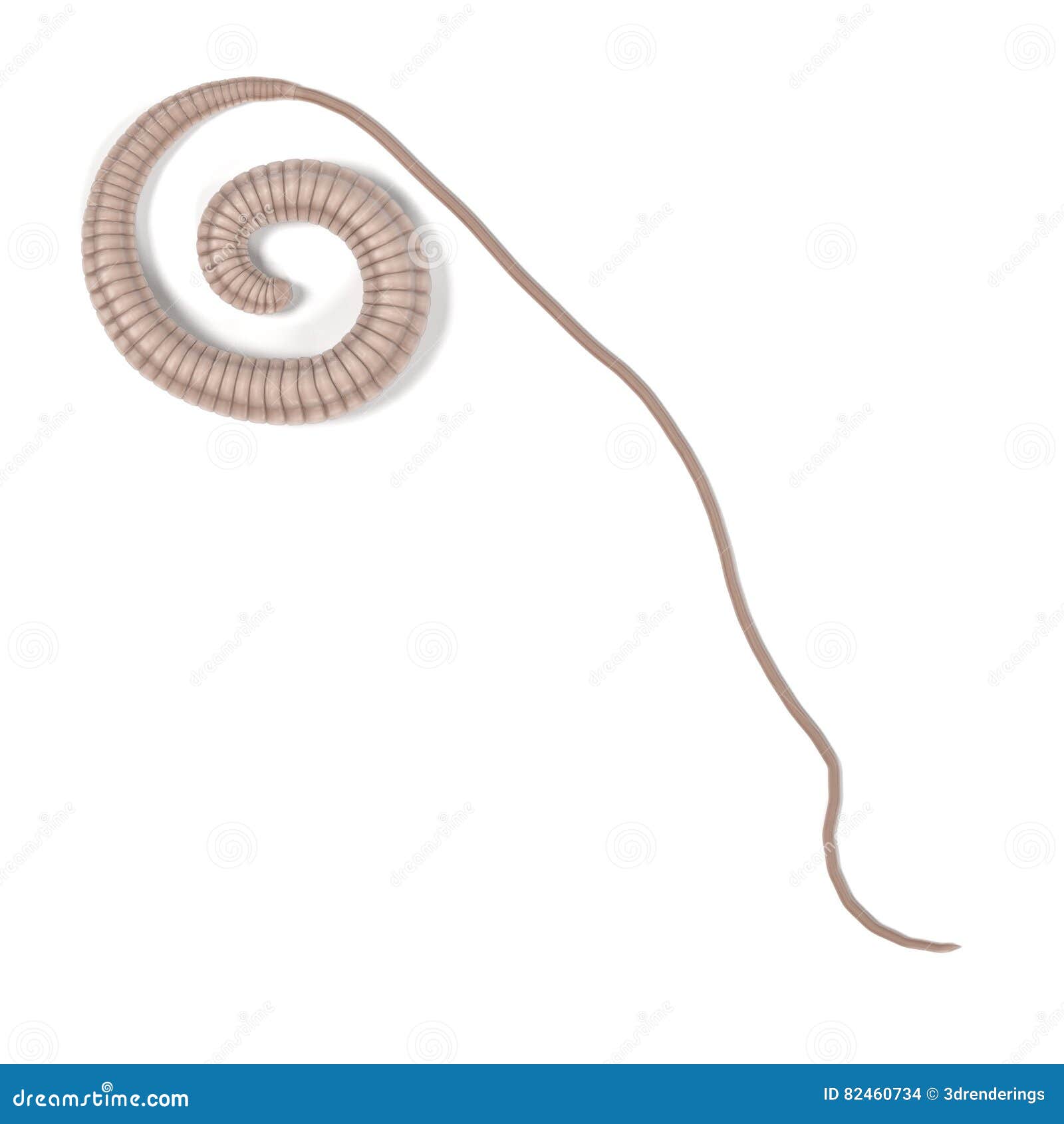 Whipworm stock illustration. Illustration of whipworm - 82460734