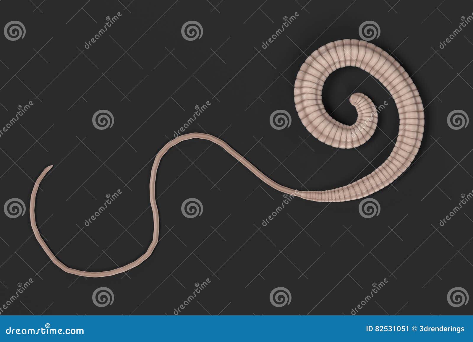 Whipworm stock illustration. Illustration of human, intestines - 82531051