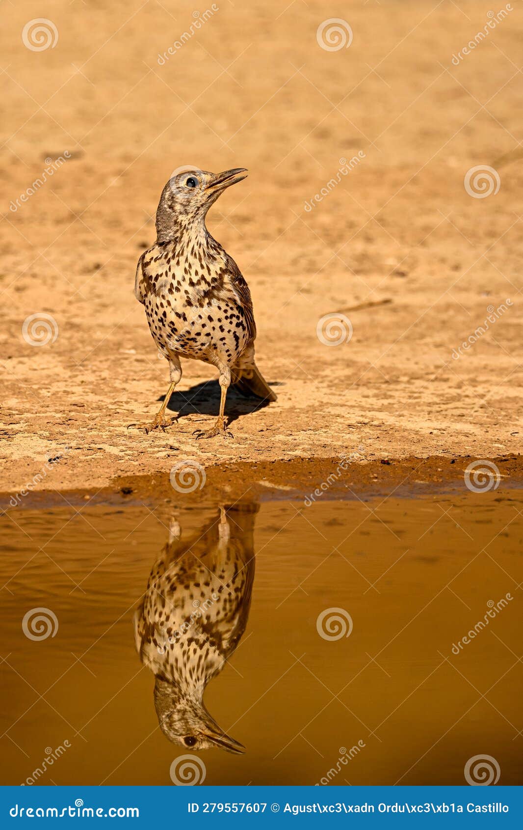 Whirling Thrush or Turdus Viscivorus, Reflexed in the Golden Spring ...
