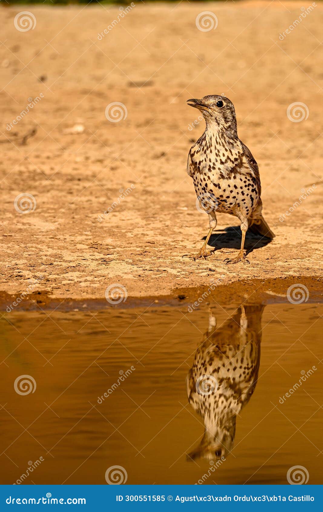 Whirling Thrush or Turdus Viscivorus, Reflexed in the Golden Spring ...