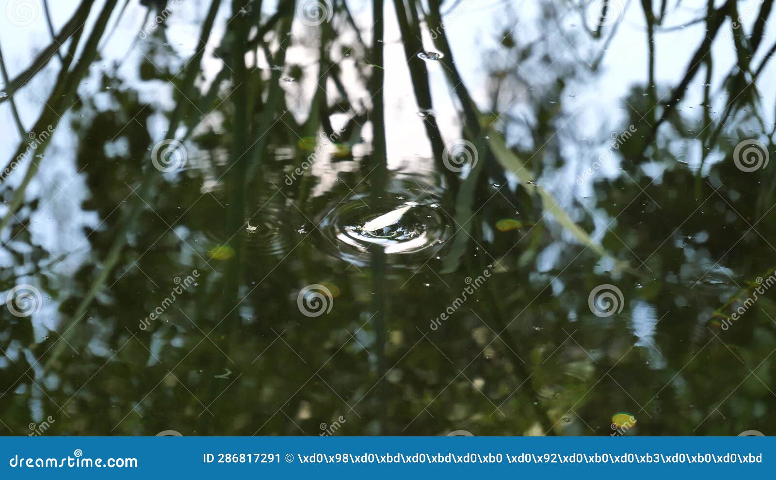 Whirlpool in Flowing Water at the Park. Whirlpool in the Water Stock ...