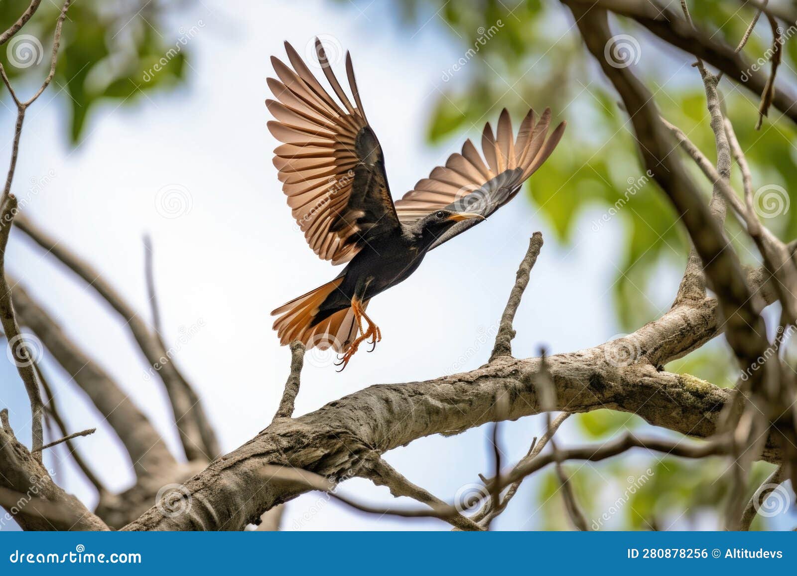 Whirring of Wings in Flight, with Bird Taking Off from Tree Branch ...