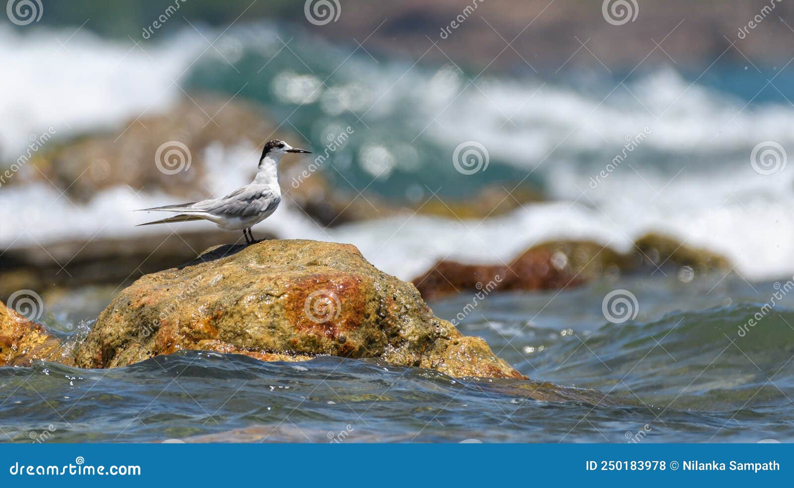 Whiskered Tern Perch on a Rock, Ocean Waves Crashing Behind the Rock ...