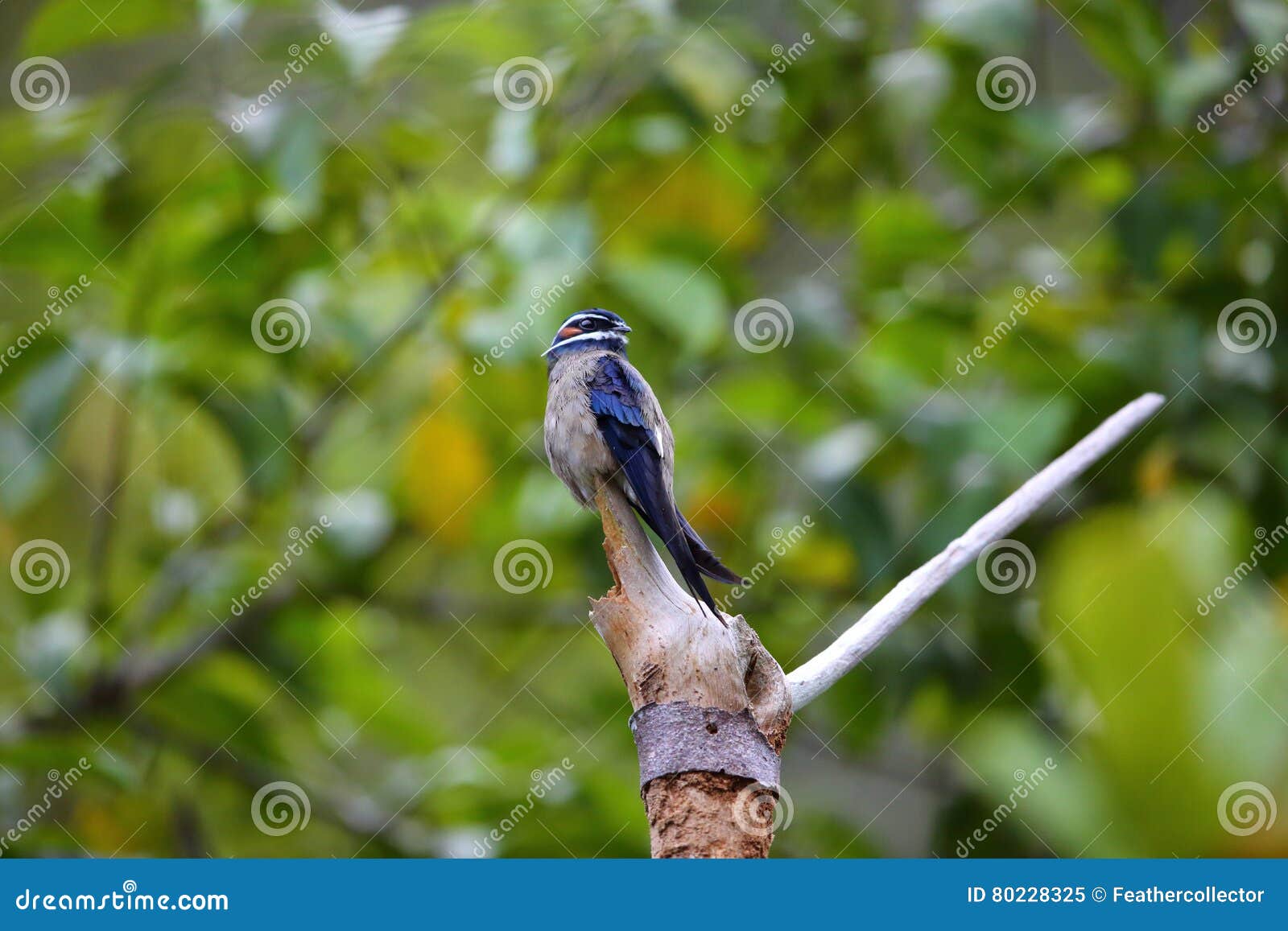 Whiskered treeswift stock image. Image of hemiprocne - 80228325