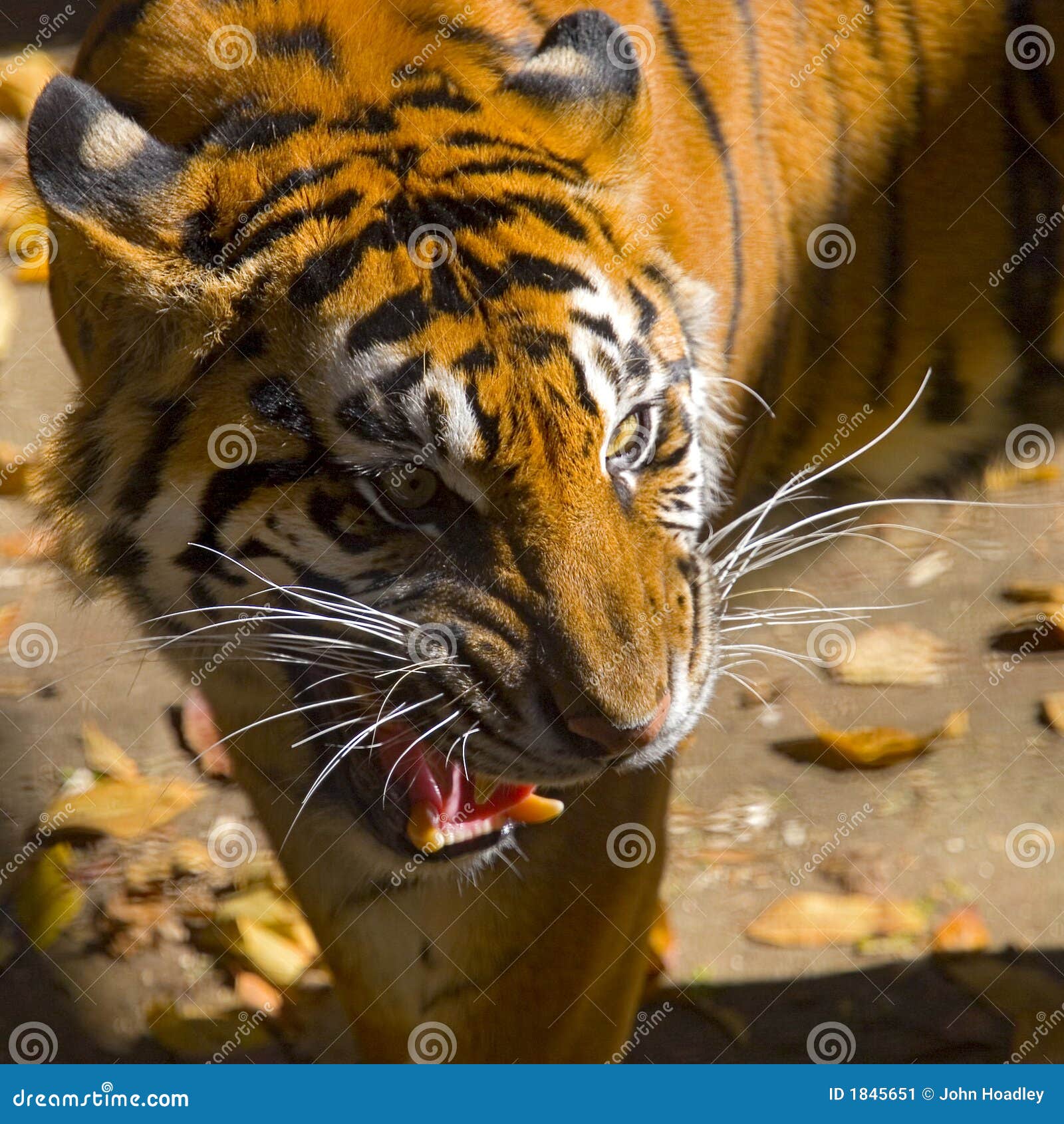 Whiskers stock image. Image of mammal, whiskers, fangs - 1845651