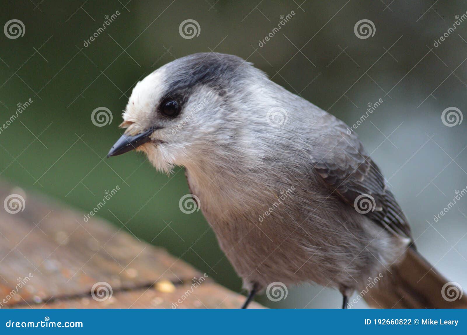 Whiskey Jack stock photo. Image of beak, visit, grey - 192660822