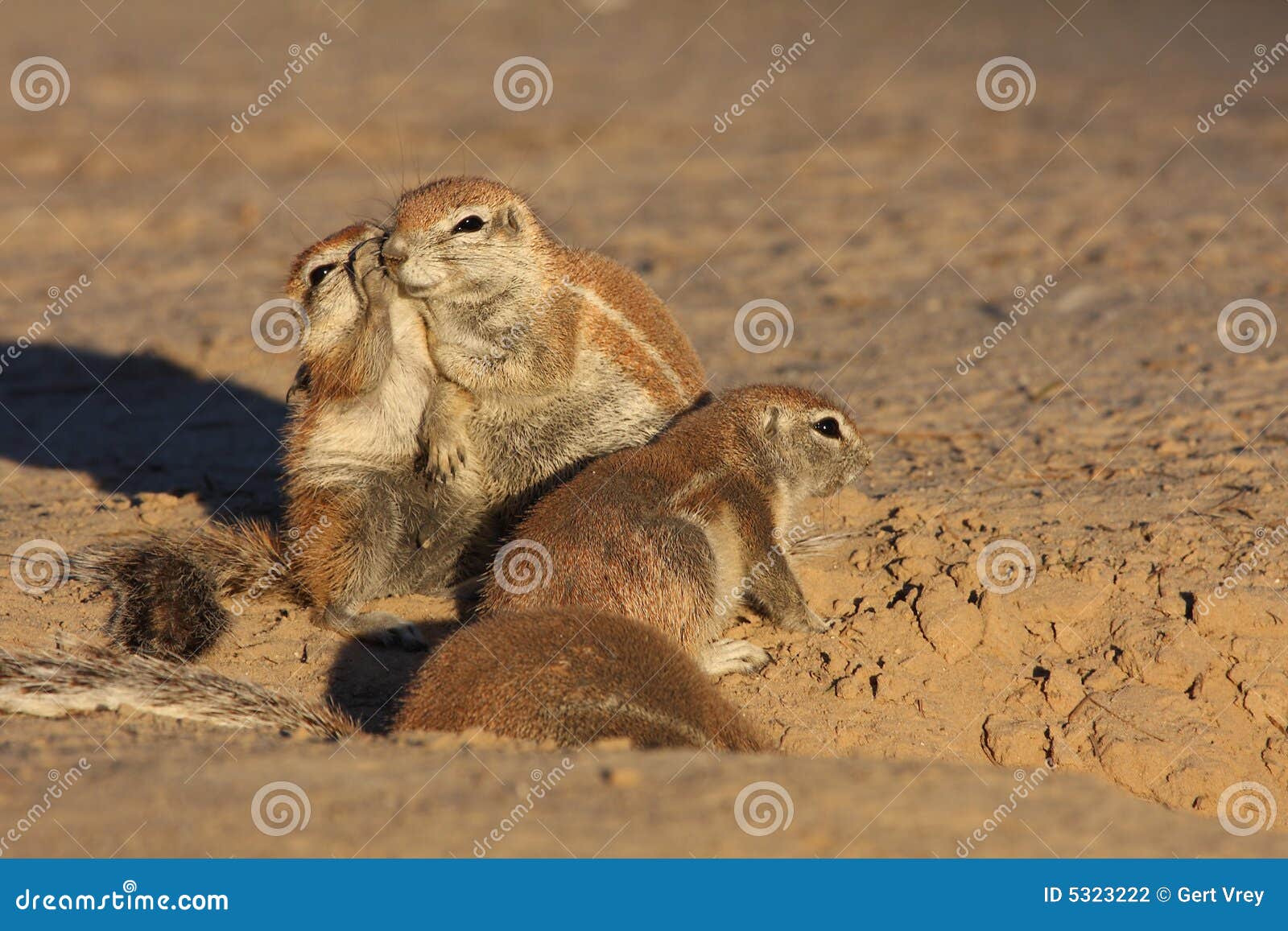 Whisper stock photo. Image of bushy, gregarious, mother - 5323222