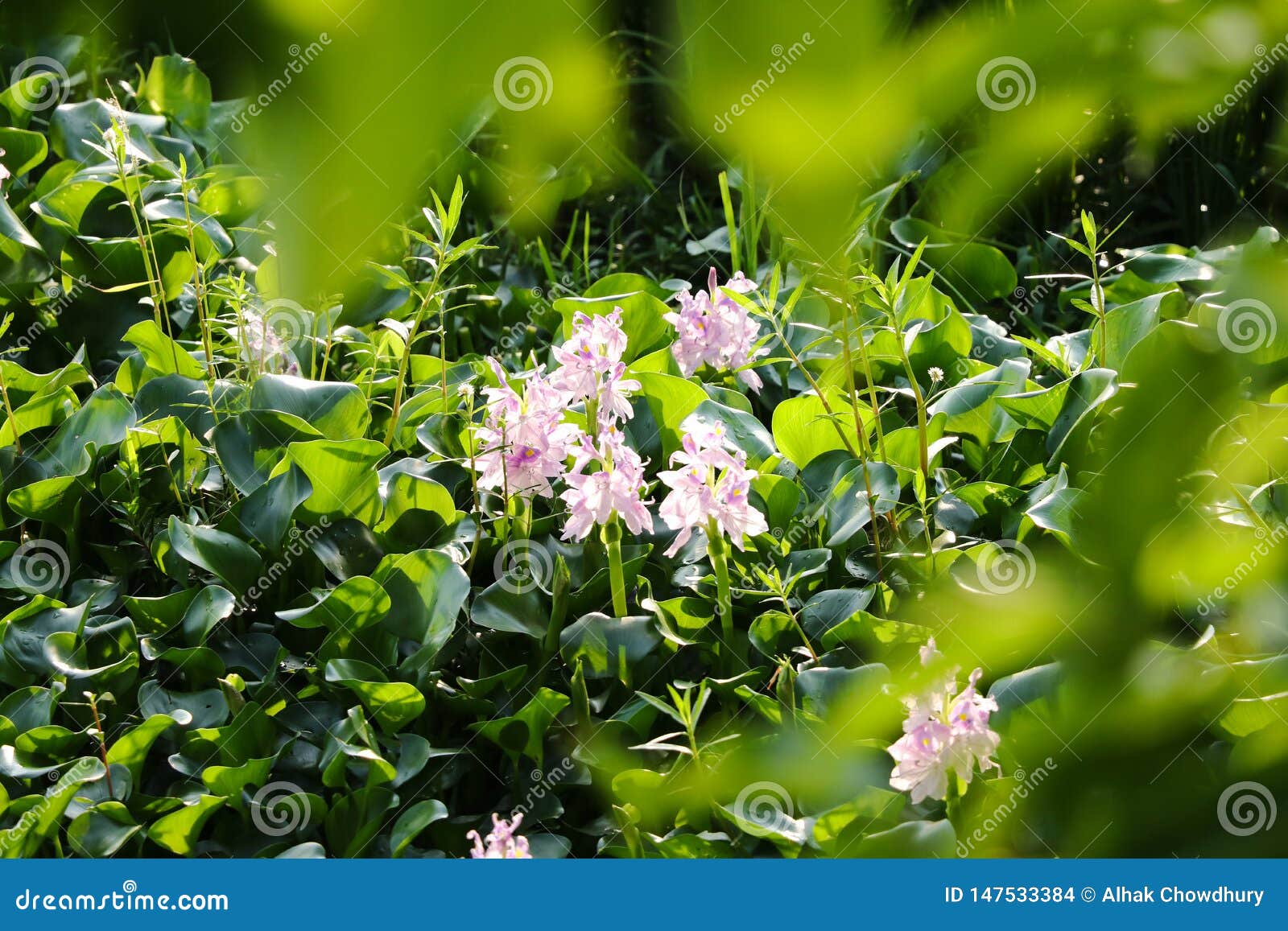 Whisper Flowers Green Background Green Leafs Stock Photo - Image of ...