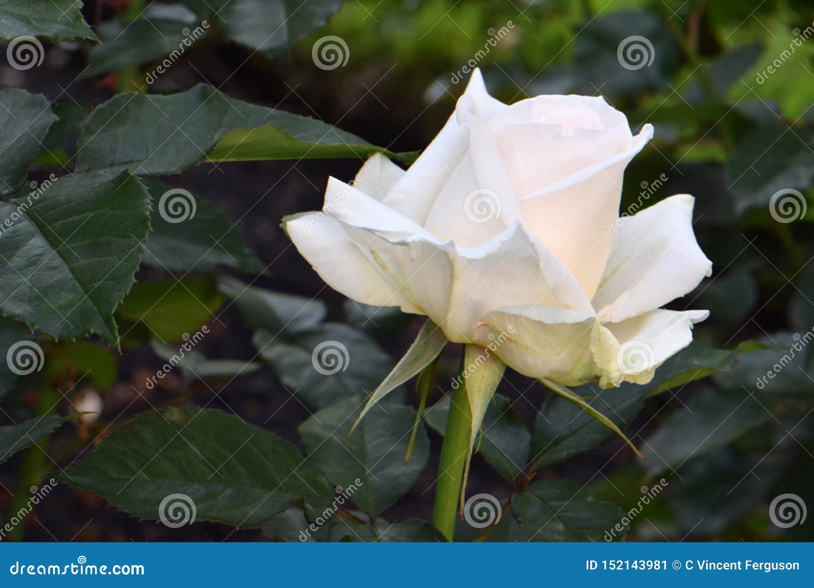 Whisper White Rose 01 stock image. Image of hybrid, rosa - 152143981