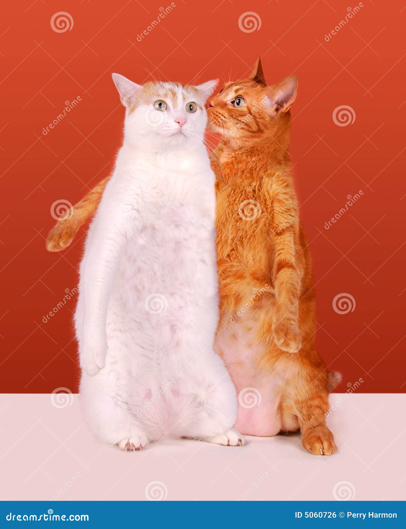 Whispering Cats stock photo. Image of white, whisper, face - 5060726