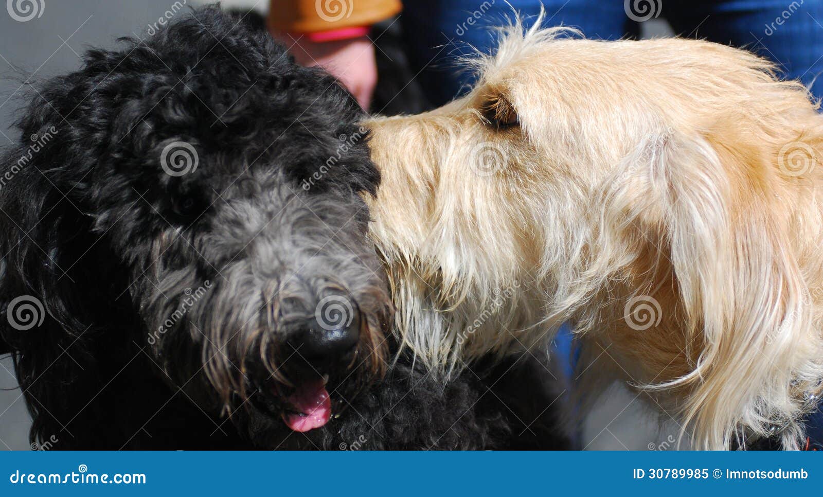 Whispering secrets stock image. Image of nibble, whisper - 30789985