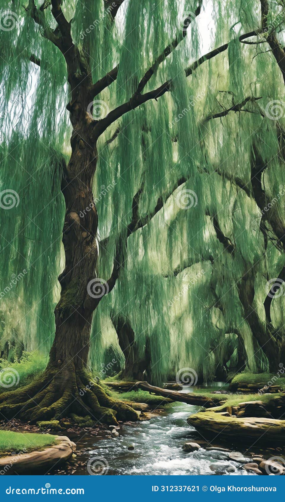 Whispering Willow Grove. Beneath Ancient Willow Trees, Their Long ...