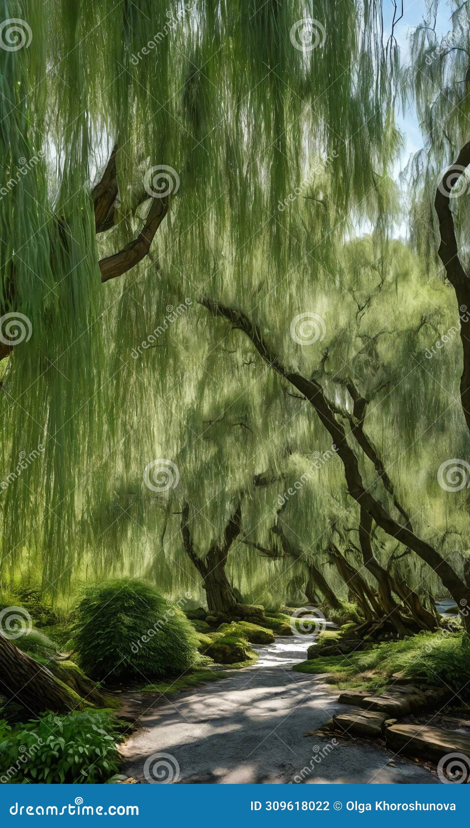 Whispering Willow Grove. Beneath Ancient Willow Trees, Their Long ...