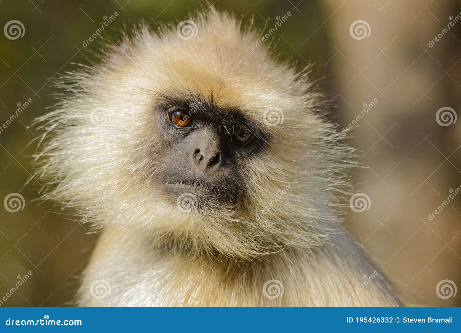 Portrait of a Whistful Hanuman Langur Monkey Stock Photo - Image of ...