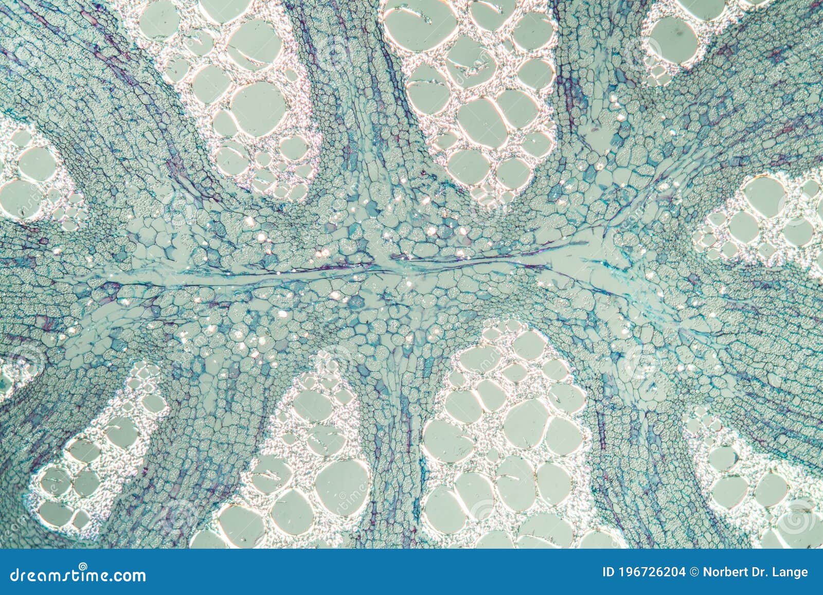 Whistle flower stem stock photo. Image of flower, magnification - 196726204