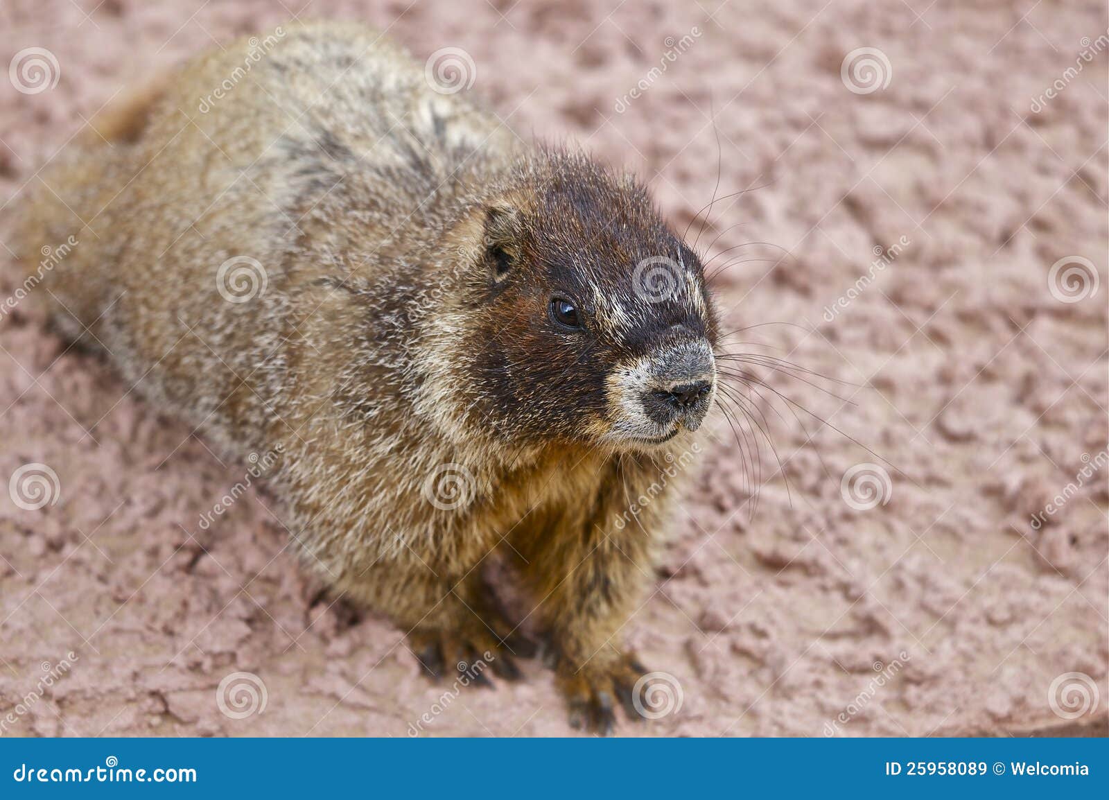 Whistle Pig stock image. Image of marmot, woodchuck, american - 25958089