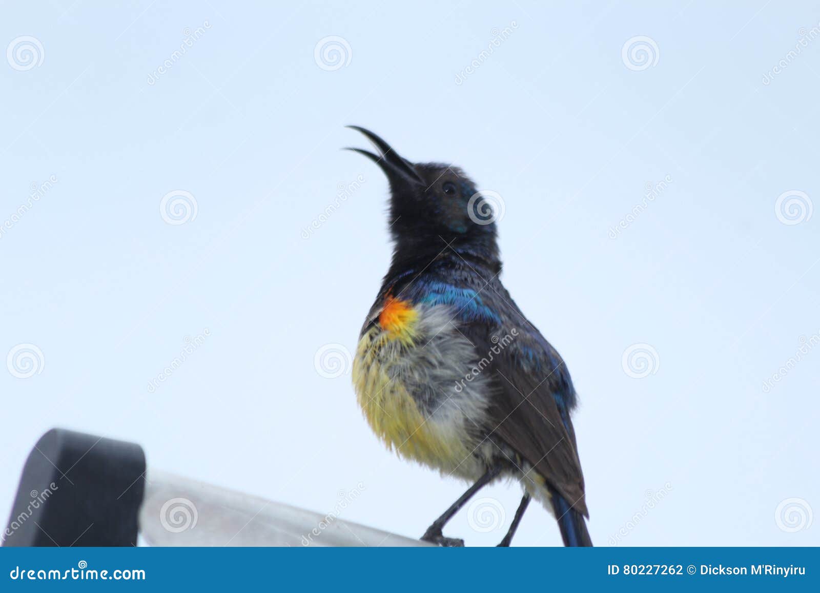 Whistling bird stock photo. Image of eating, whistling - 80227262