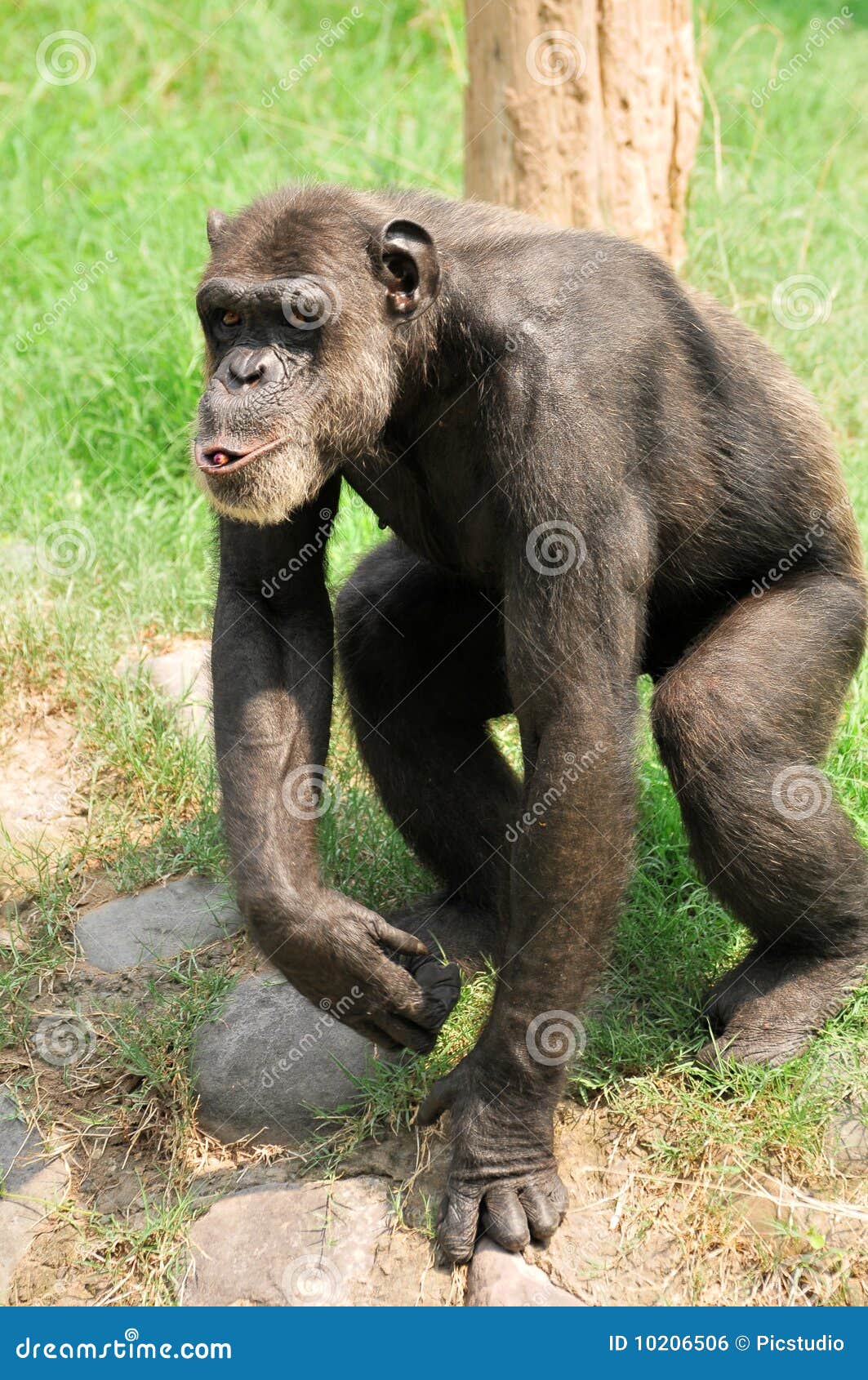 Whistling chimpanzee stock photo. Image of hairs, ears - 10206506
