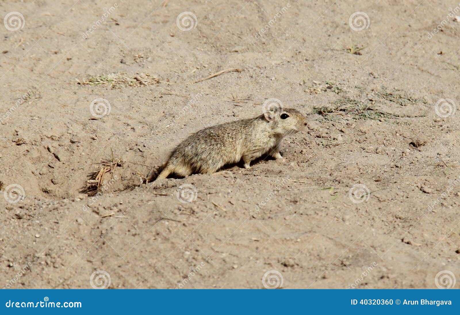 Whistling desert rat stock photo. Image of ecology, tail - 40320360
