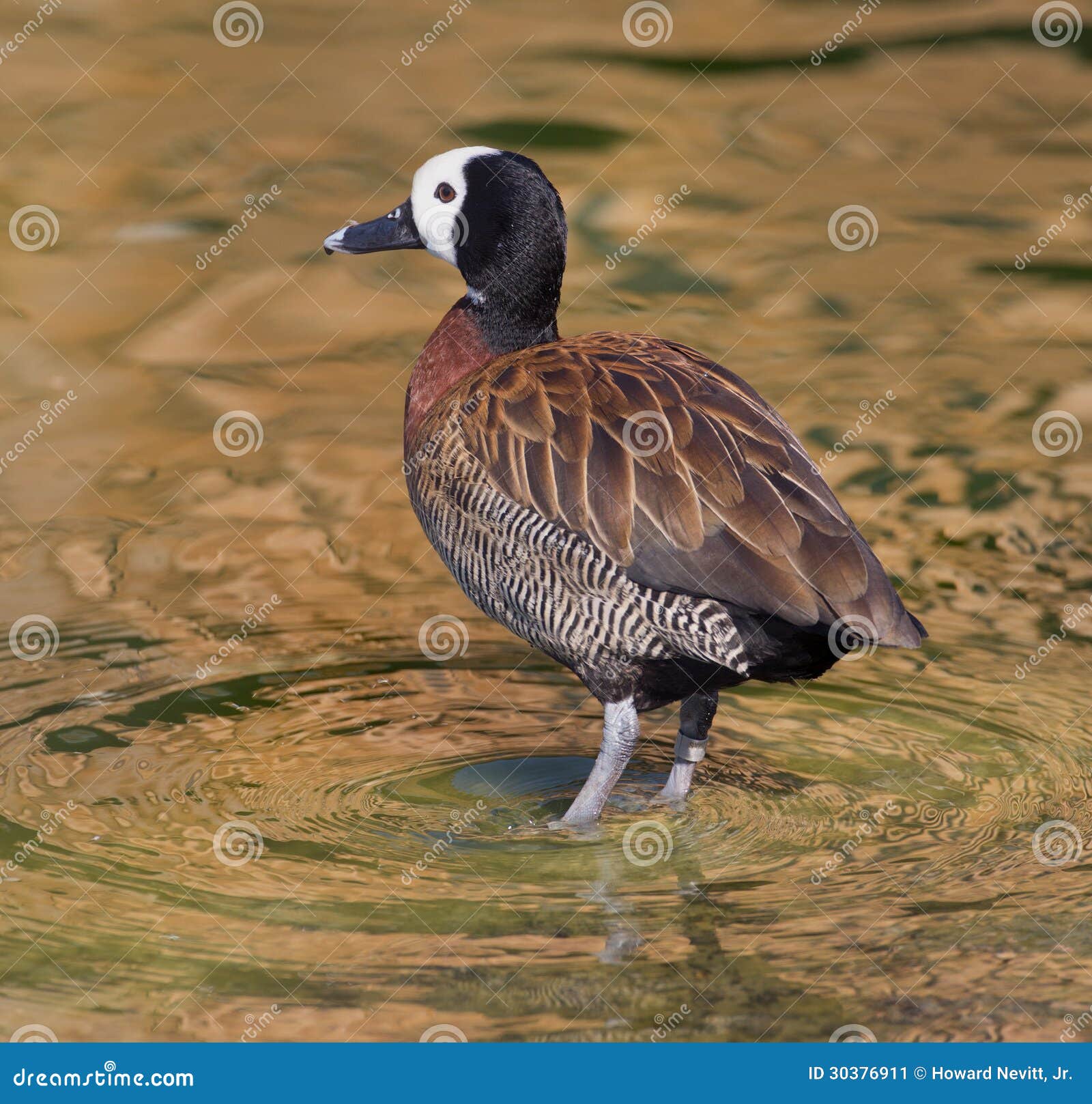 Whistling Duck Male stock image. Image of cute, pond - 30376911
