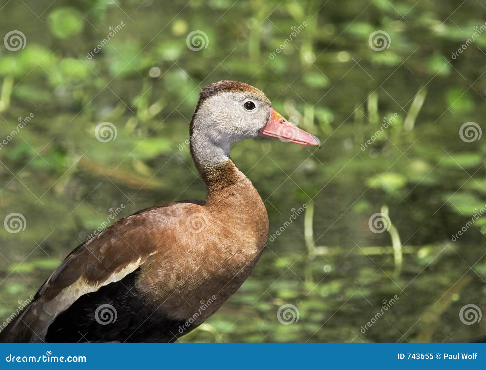Whistling Duck Profile stock image. Image of duck, wetlands - 743655