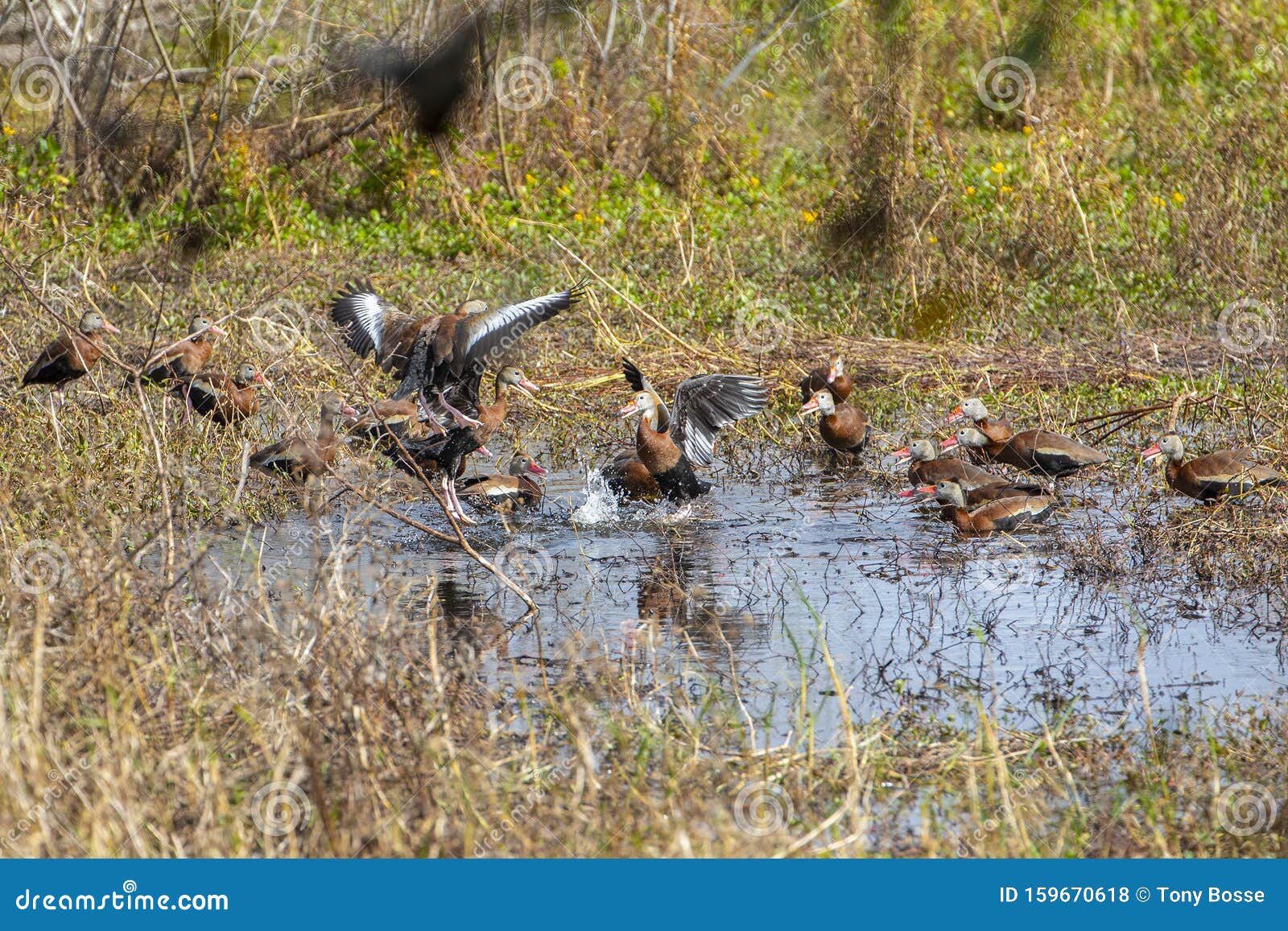 Whistling Ducks Gang Fighting, Territorial Squabble Stock Photo - Image ...