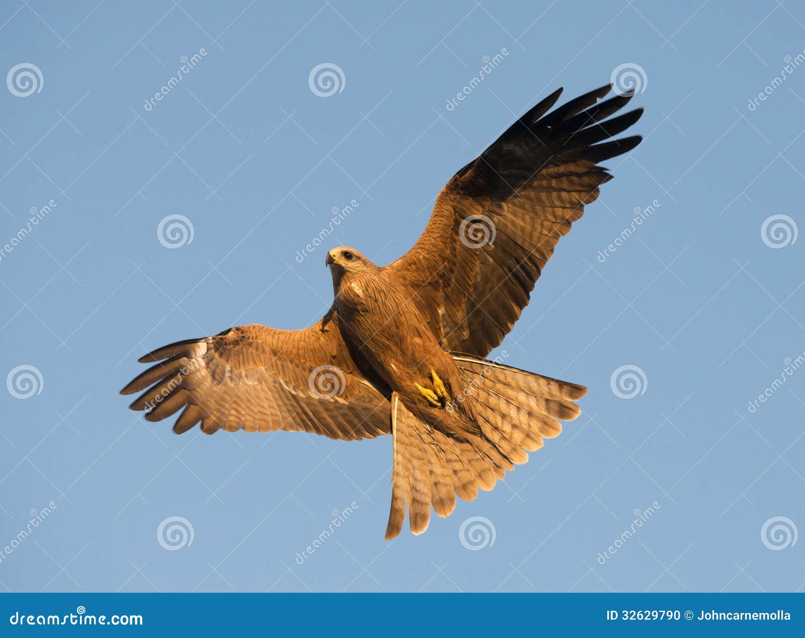 Whistling kite stock photo. Image of birds, wings, whistling - 32629790
