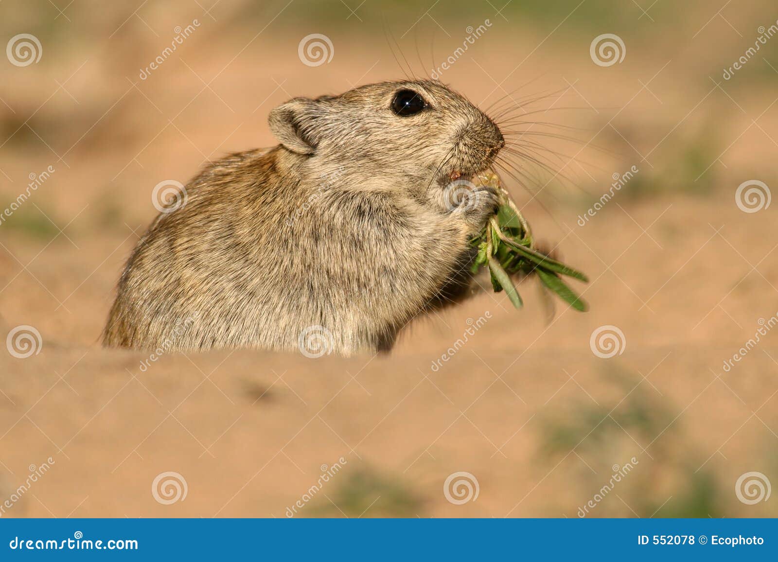 Whistling rat stock photo. Image of mice, kalahari, mouse - 552078