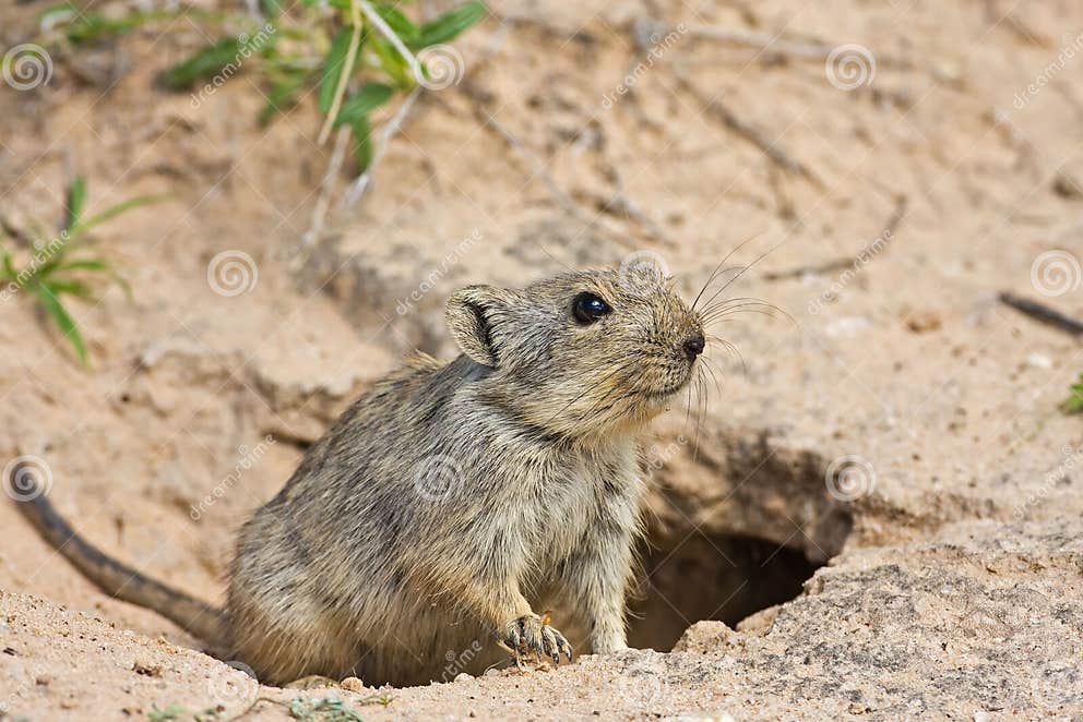 Whistling rat stock photo. Image of wild, african, close - 8422424