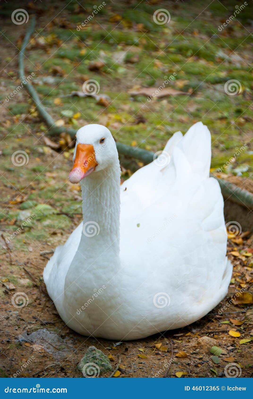 Whistling white duck stock image. Image of duck, outdoor - 46012365