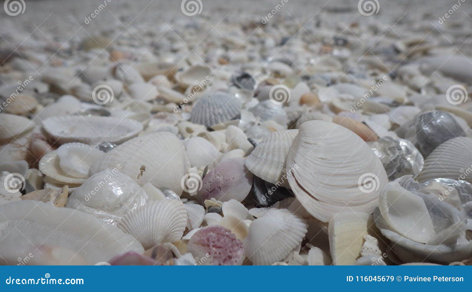 Whit Broken Shells on the Beach Stock Image - Image of season, shells ...
