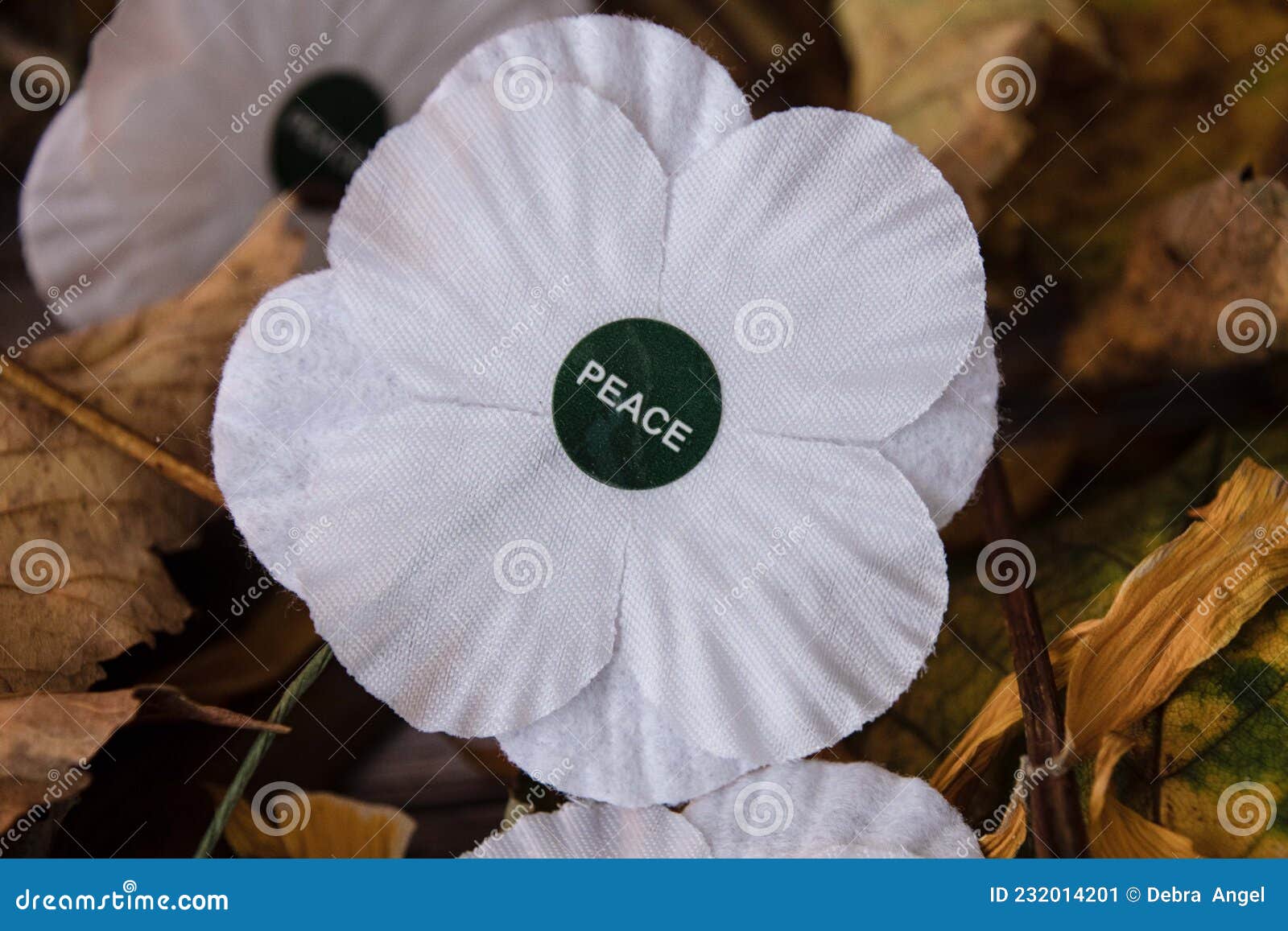 White E Poppies Symbol of Peace Stock Image - Image of background ...