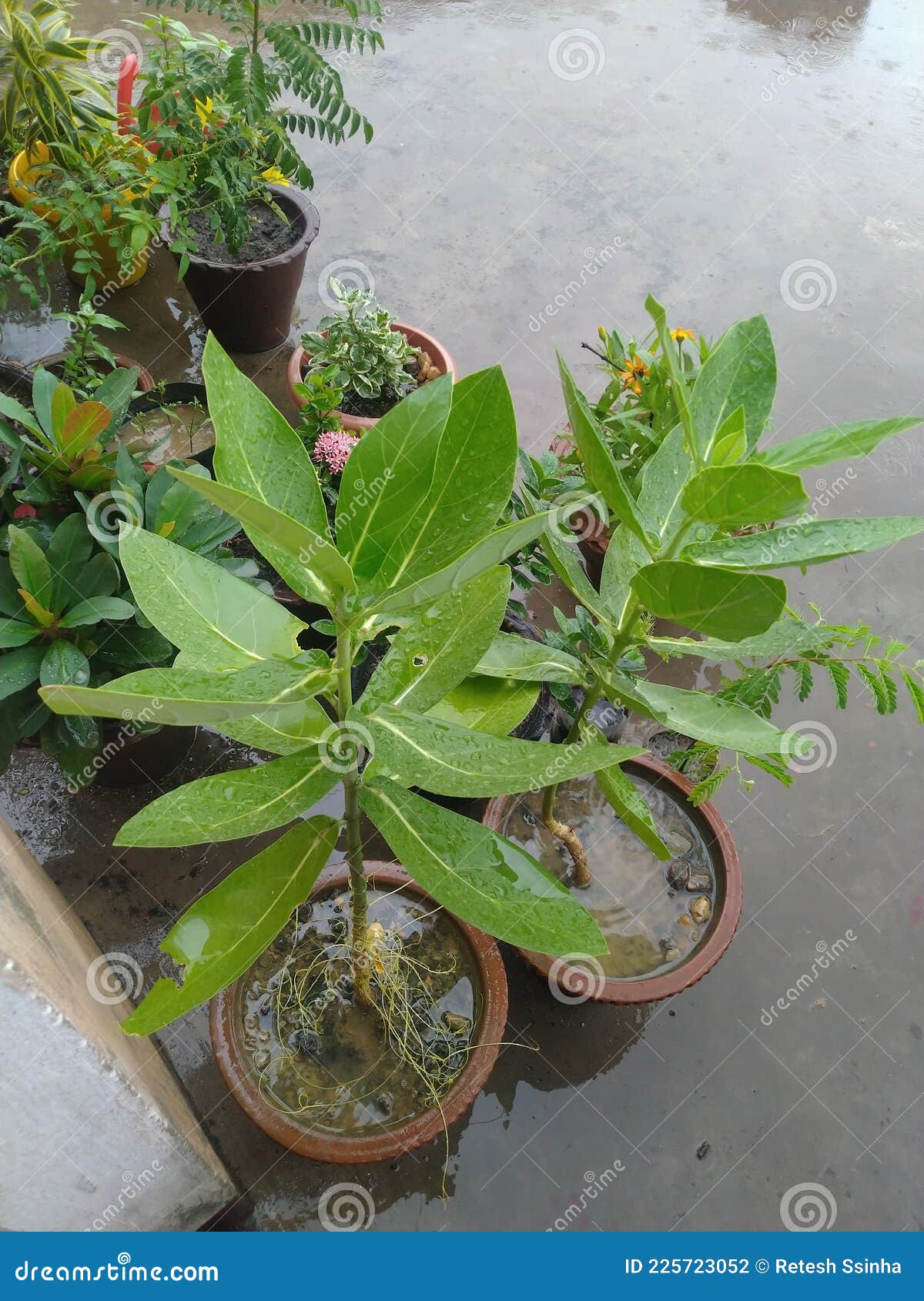 White aak plants stock photo. Image of vegetable, soil - 225723052