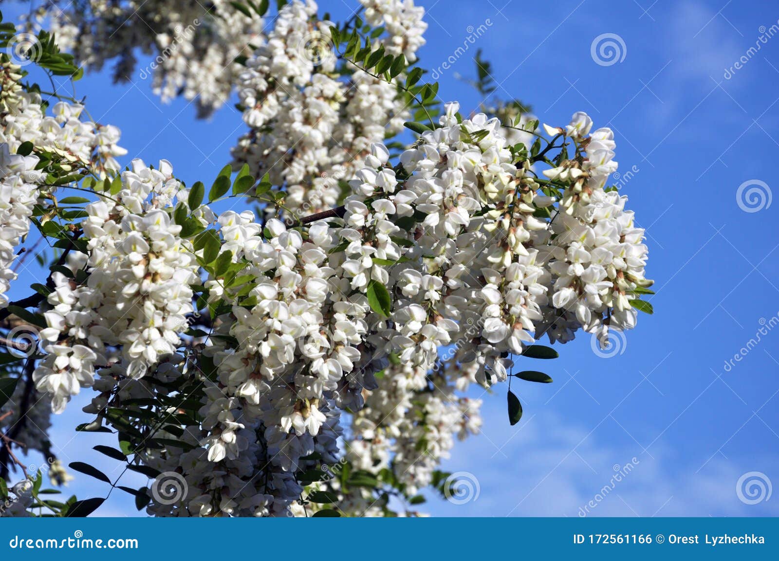 White Acacia Blooms in Nature Stock Photo - Image of inflorescence ...