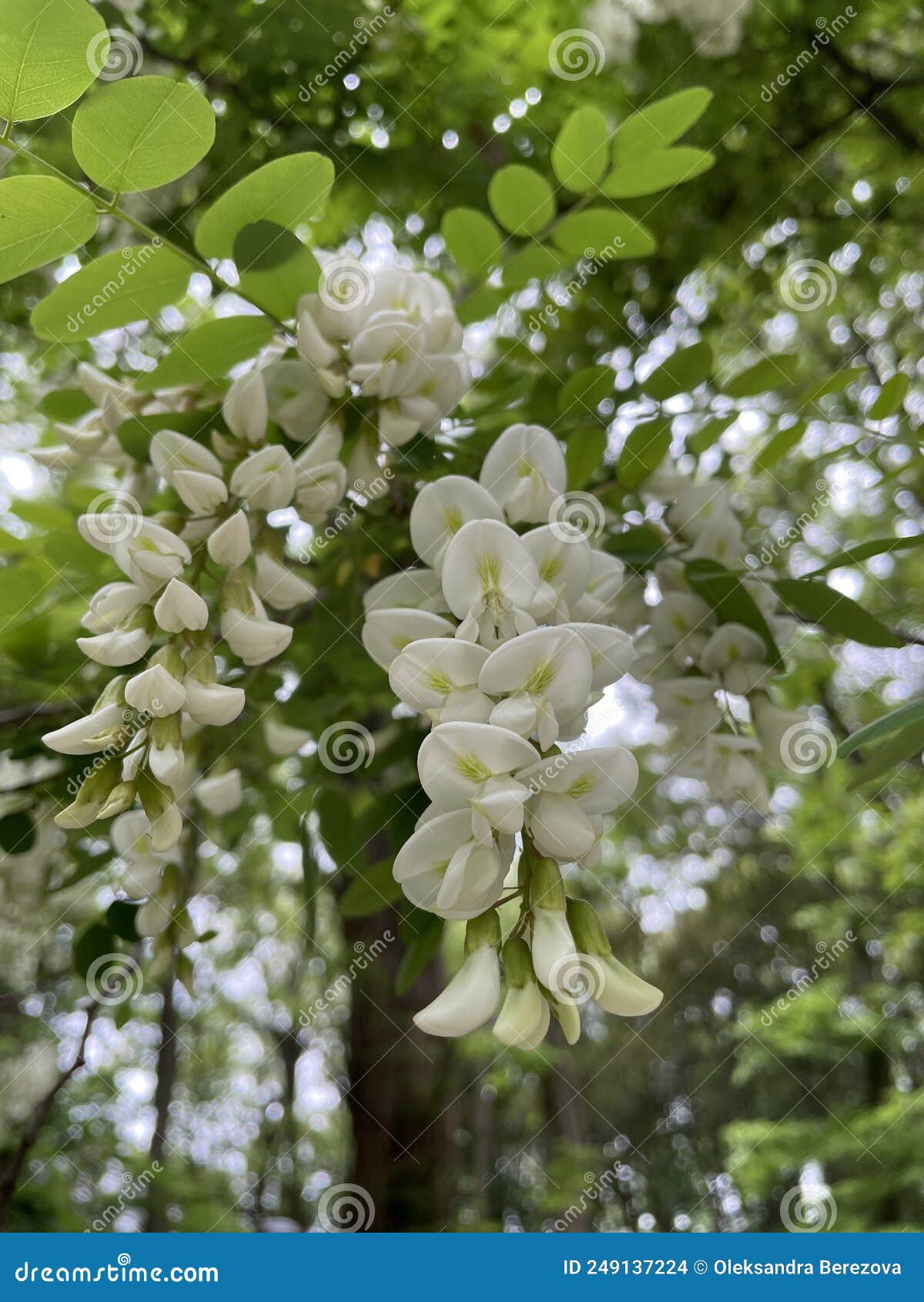 White acacia blossom stock photo. Image of blossom, flower - 249137224
