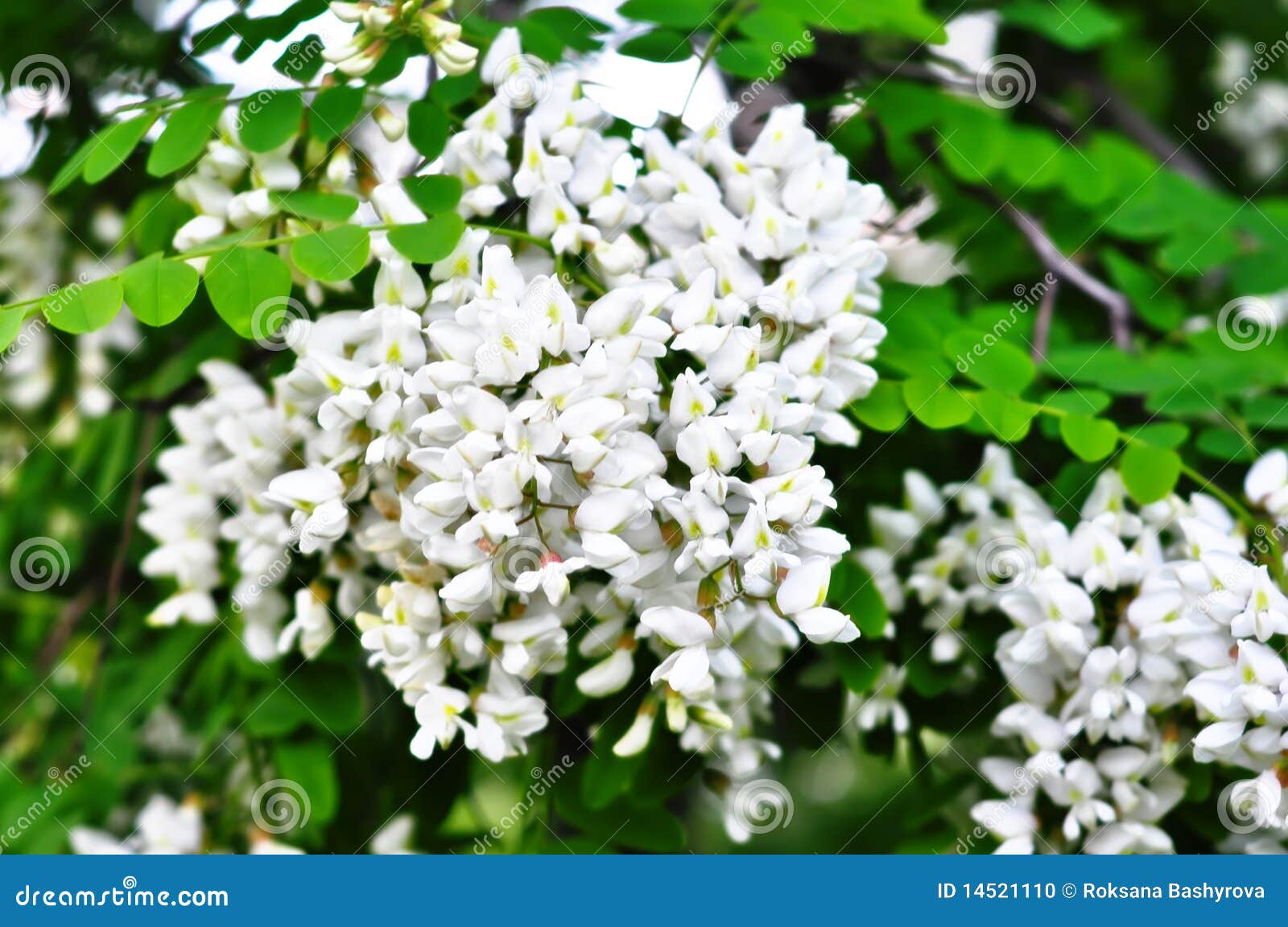 White Acacia Flower Robinia Pseudoacacia. Acacia Tree Bloom Royalty ...