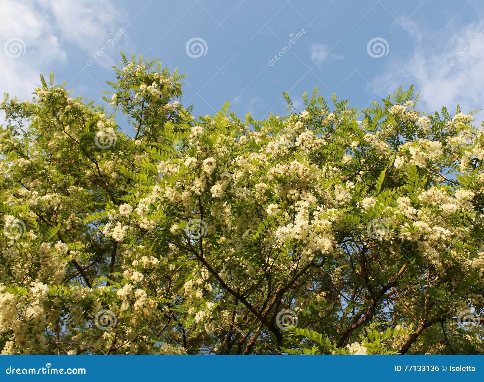 White acacia flowers stock photo. Image of foliage, leaf - 77133136